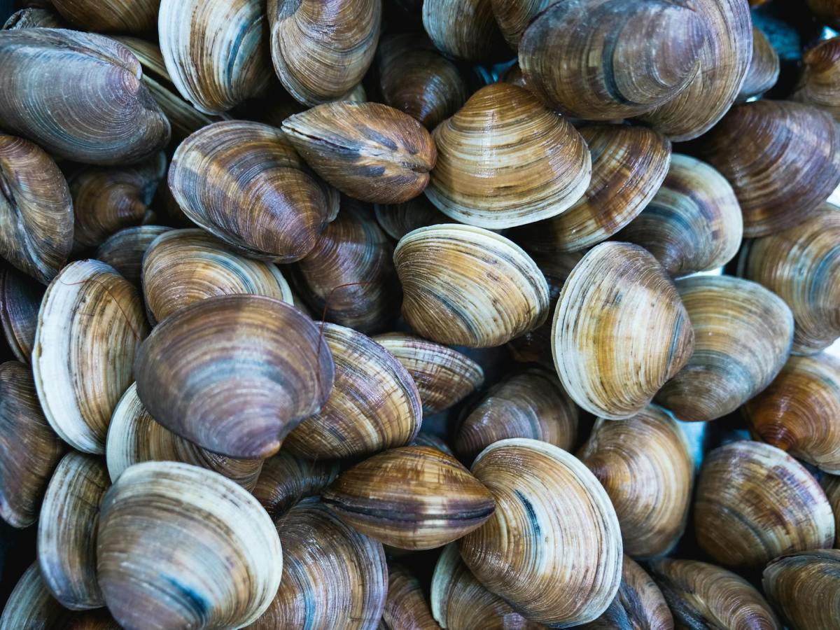 Shellfish Superstar: The Surprising Health Benefits of Clams ...